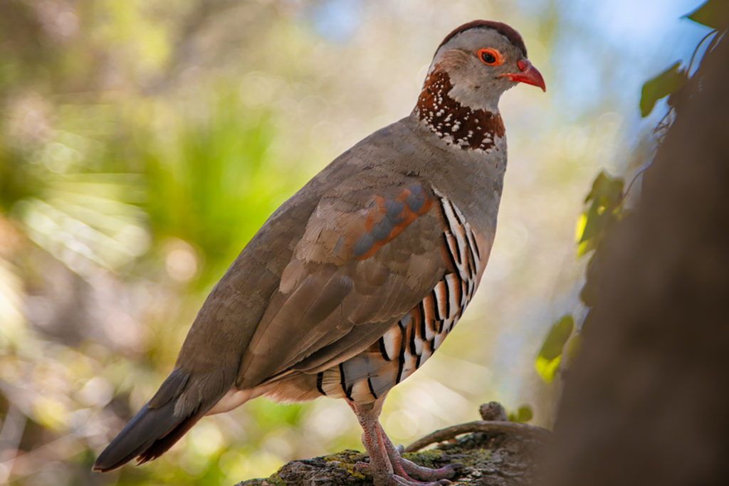 Gibraltar Barbary Partridge Bird - Gibraltar Info
